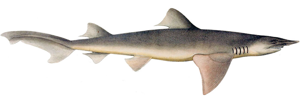 Cá mập sông - Sự thật hay lời đồn? - KhoaHoc.tv