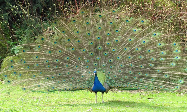 10 loài chim có lông đuôi dài tuyệt đẹp - KhoaHoc.tv