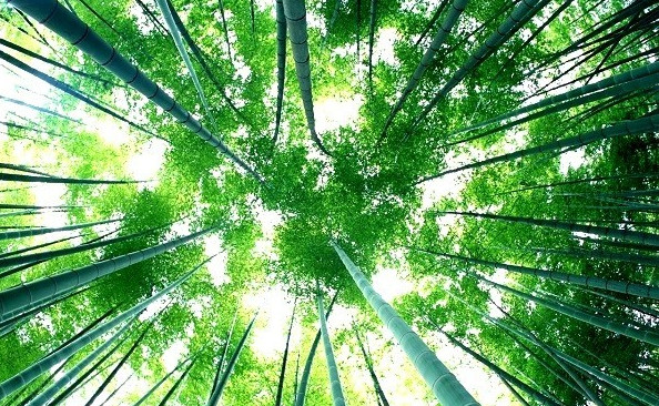 Bí ẩn hoa tre "trăm năm nở hoa một lần" không phải ai cũng biết ...