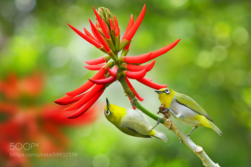 Những cánh chim mùa xuân - KhoaHoc.tv