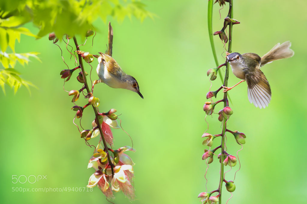 Những cánh chim mùa xuân - KhoaHoc.tv