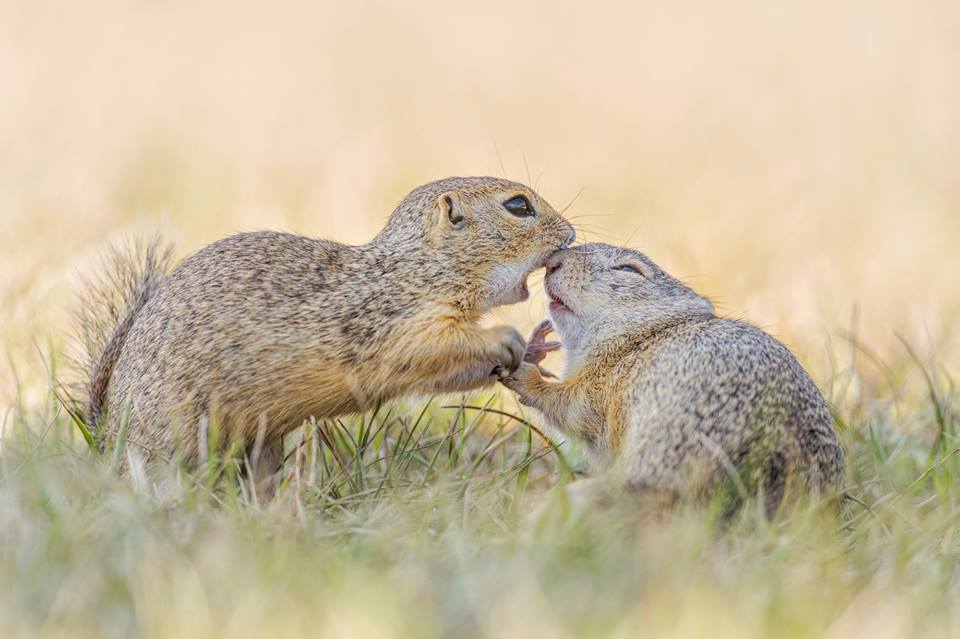 Cận cảnh cuộc sống đầy ắp niềm vui của loài sóc đất - KhoaHoc.tv