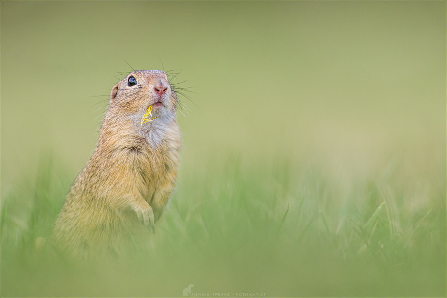 Cận cảnh cuộc sống đầy ắp niềm vui của loài sóc đất - KhoaHoc.tv