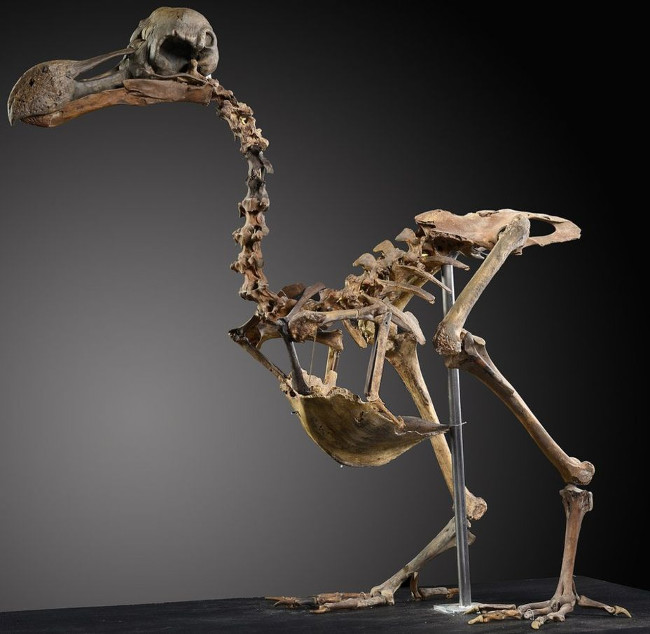 Bộ xương chim tuyệt chủng có giá hơn 430.000 USD - KhoaHoc.tv