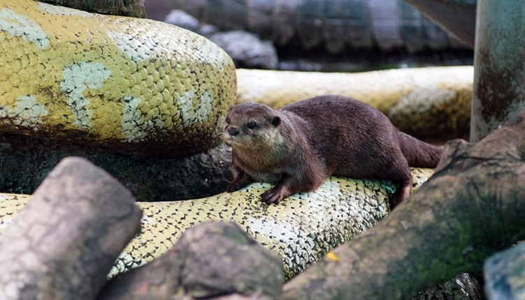 Tan chảy trái tim với loài rái cá cực dễ thương của Việt Nam - KhoaHoc.tv