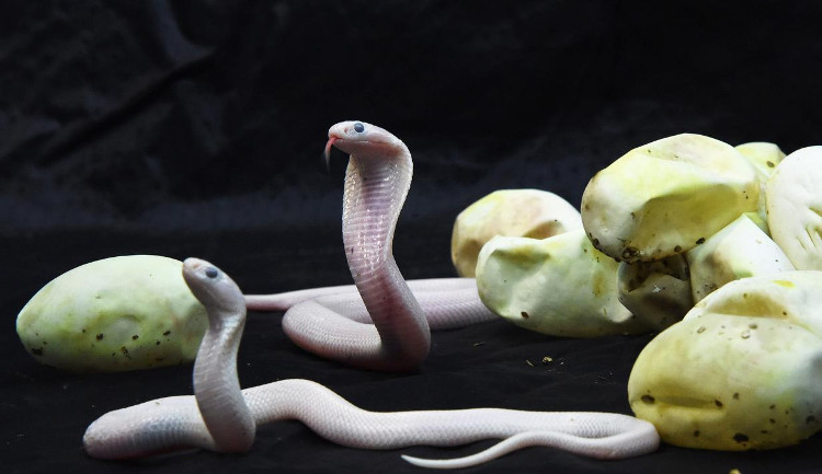 Ảnh cực hiếm: Cảnh rắn hổ mang trắng mới nở - KhoaHoc.tv