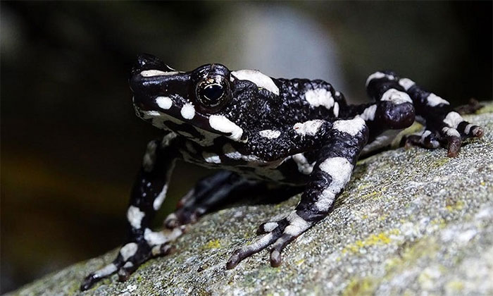 30-year-old extinct toad species reappears