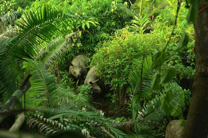 Indonesia released four more young Javan rhinoceros